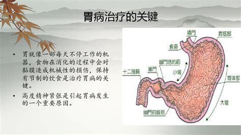 如何养胃护胃word文档在线阅读与下载无忧文档