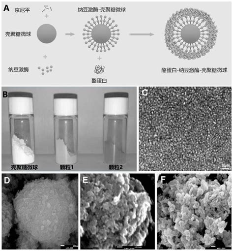 Nattokinase Sustained Release Microspheres And Preparation Method