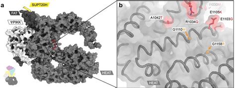 Buried Mutations In The Trrap Module A Overview Of Trrap As In Fig