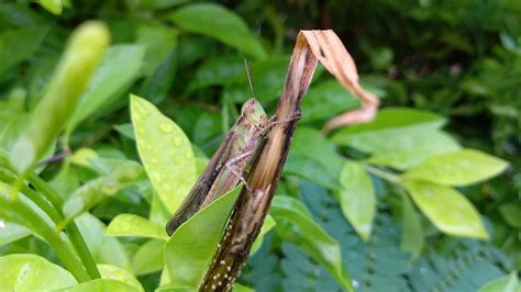 Grasshooper Pixahive