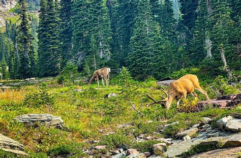 How To Do The Highline Trail Hike Glaciers Best Day Hike