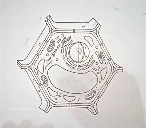 Plant Cell Drawing