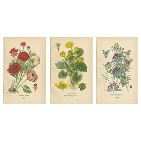 Victorian Botanical Prints 141 For Sale On 1stdibs