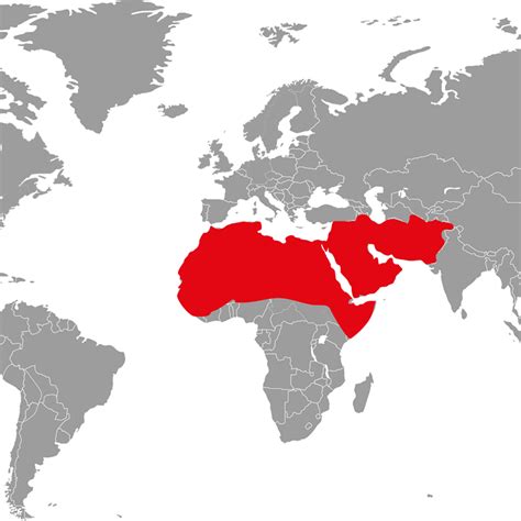 Jednogrba Kamila Zoo Vrt Vrnjci