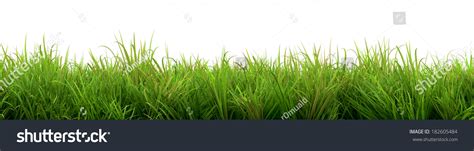 Grass Cut Out On White Background Stock Illustration 182605484