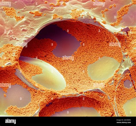 Electronic Ink Coloured Scanning Electron Micrograph Sem Of