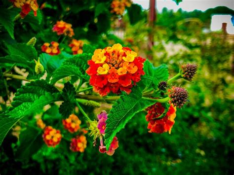 Premium Photo Infernal