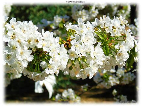 Cherry´s Torres Inicio