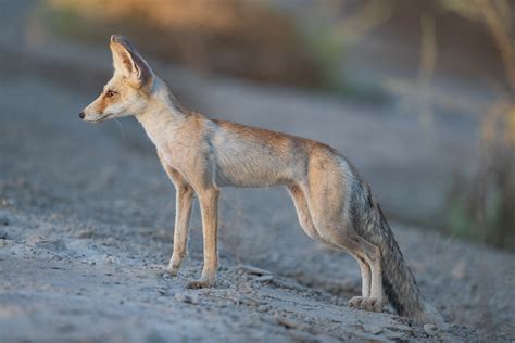 Birds Of Saudi Arabia Arabian Red Fox Jubail Area