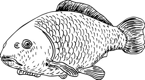 Realistic Fish Sketch Carp Lake Fish Concept Art For Horoscope