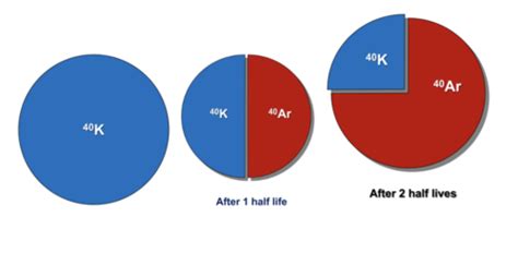 Lecture 16 Fossilization Taphonomy Geology Flashcards Quizlet