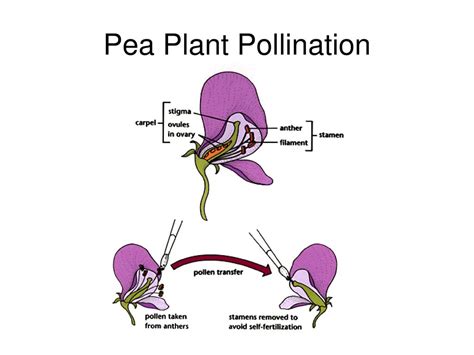 How To Prevent Self Pollination Pea At Hudson Becher Blog