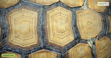 How To Tell The Gender Of A Turtle Kobi Pets