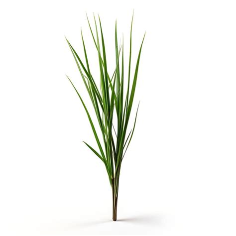 Premium Ai Image Blackwell Switchgrass Forest Green A Single Tapered Leaf Sup Isolated On