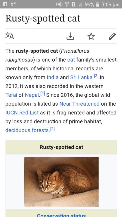 A Rusty Spotted Cat The Worlds Smallest Cat Exp Tumbex