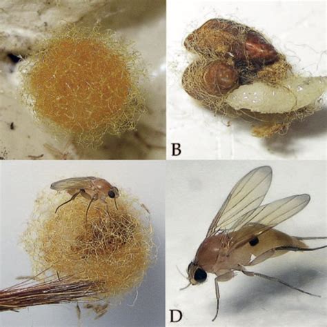 —phoridae Development On Spider Egg Sac A Egg Mass Of Mimetus