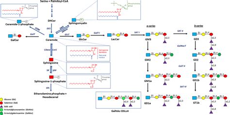 Schematic Of Ceramide Metabolism Including The Biosynthesis Of Major