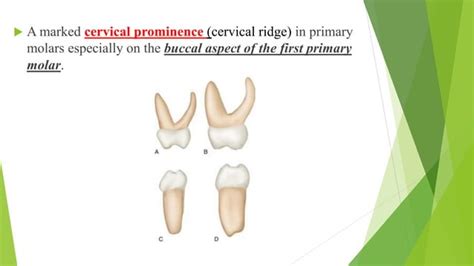 Morphological Differences Between Primary And Permanent Teeth 2016pptx