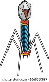 Virus Anatomy Complex Bacteriophage T4 20sided Stock Vector Royalty