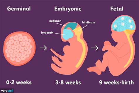 Important Human Developmental Stages
