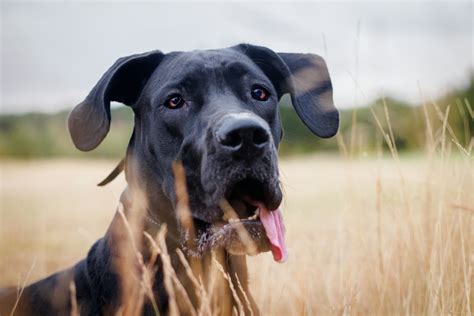 15 Interesting Facts About Great Danes Dog Breed Pro