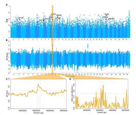 Results Of Dog Type Selection Sweep Analysis Ab F St And Ep Ehh
