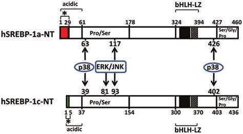 Schematic Comparison Of Srebp 1a And Srebp 1c N Terminal Download