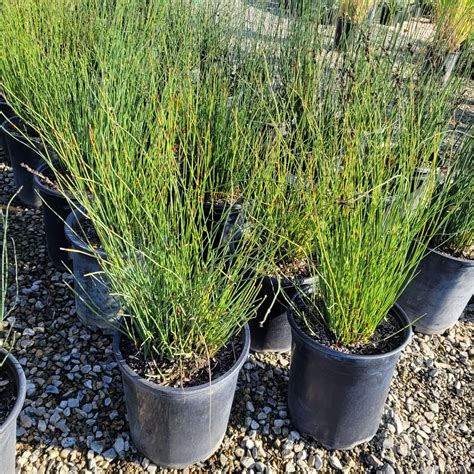 Chondropetalum Tectorum El Campo Small Cape Rush Mid Valley Trees