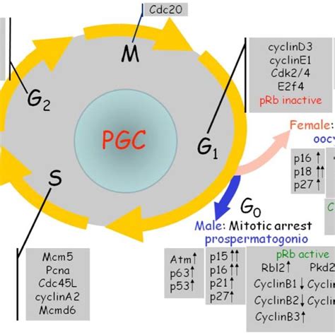 Cell Cycle Analysis Of Mouse Embryonic Germ Cells At 105 Primordial
