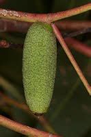Genus Apiomorpha Field Guide To The Insects Of Tasmania