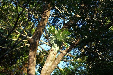 Australian Plants Series Staghorn Fern Epiphyte Growng On Tree Trunk
