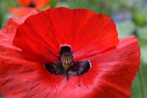 「euphyllophytes」の画像 73 件の Stock 写真、ベクターおよびビデオ Adobe Stock