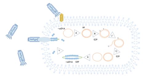 Monoclonal Antibody Production By Phage Display Technology Kmd