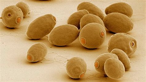 Brewing Cannabis With Hacked Beer Yeast 42 Fast Buds United States