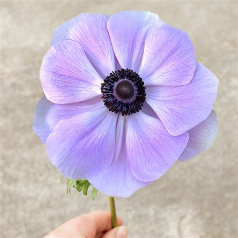 Anemonen-Mistral | The Blooming Company