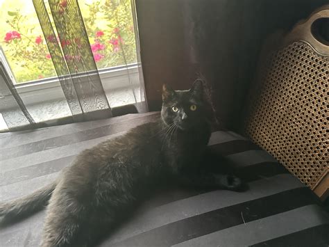 My Little Panther Rblackcats