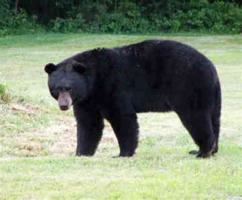 10 Interesting Black Bears Facts My Interesting Facts