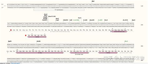 使用snapgene Viewer 寻找酶切位点和设计引物 知乎
