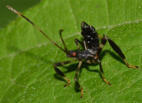 Black Assassin Bug Nymph Acanthocephala Terminalis Bugguide Net