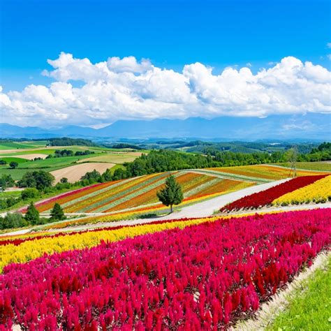 Shikisai No Oka Hill Of Seasonal Colors Trip To Japan