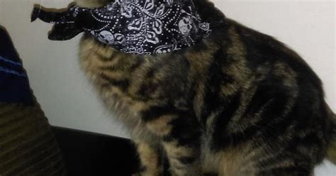 Only On The Left Side Yeah Thats The Crip Side Imgur