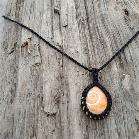 Operculum Shell Etsy