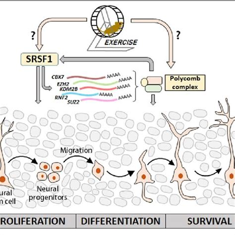 A Model Of Mutual Regulation Of Srsf1 And Polycomb Gene Transcripts Download Scientific Diagram