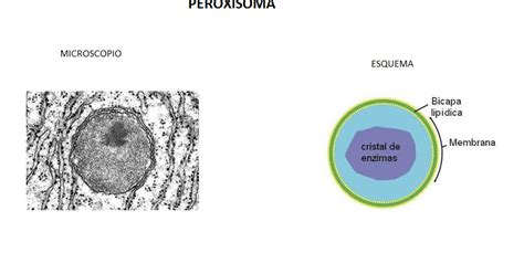 Organelas Peroxisoma Estructura Y Función