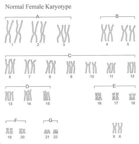 Biology Karyotype Worksheet Answer Key Biology Worksheet Biology