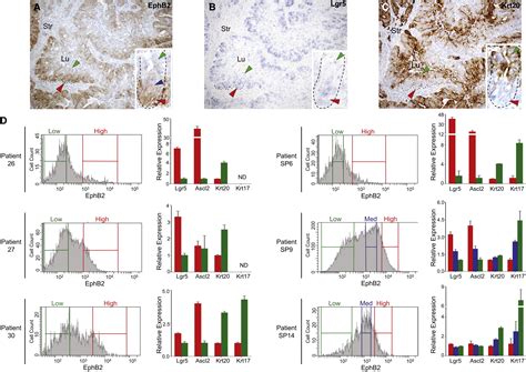 The Intestinal Stem Cell Signature Identifies Colorectal Cancer Stem Cells And Predicts Disease