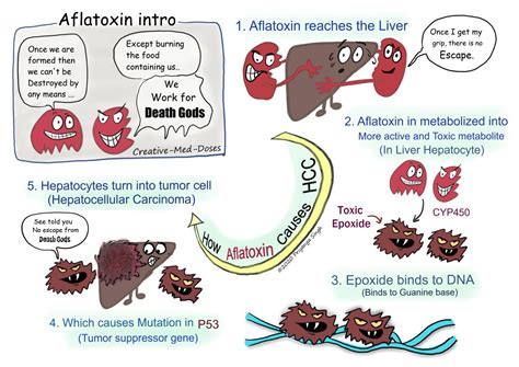 Aflatoxins And Hepatocellular Carcinoma Creative Med Doses