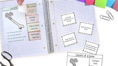 Layers Of The Bone The Discovery Apple