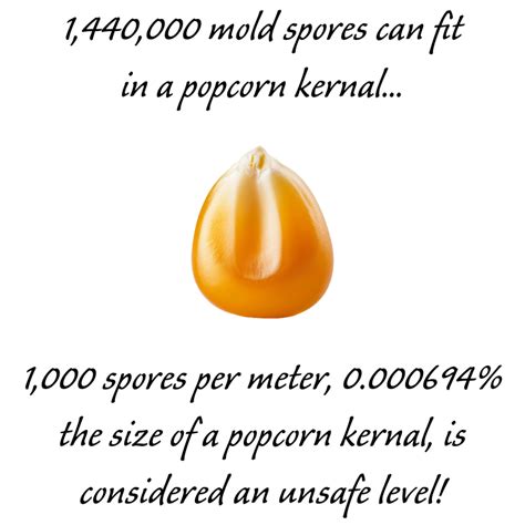 Mold Testing In North Canton Pinnacle Inspection Services