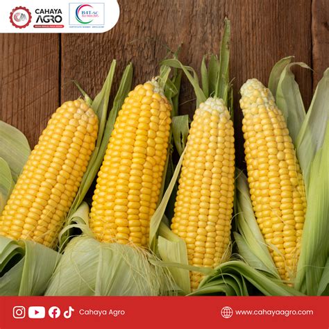 5 Fakta Unik Tentang Jagung Yang Jarang Diketahui Orang Cahaya Agro
